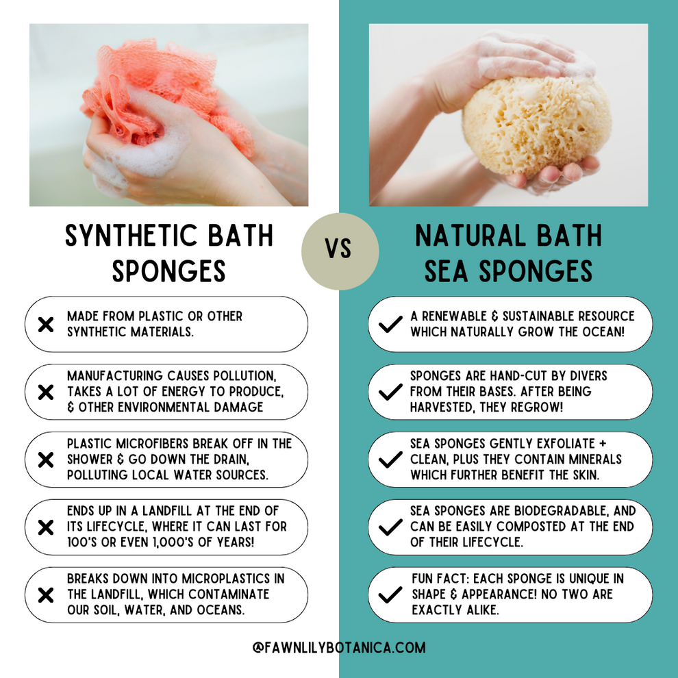 Sustainable Natural Bath Sea Sponges – Fawn Lily Botanica