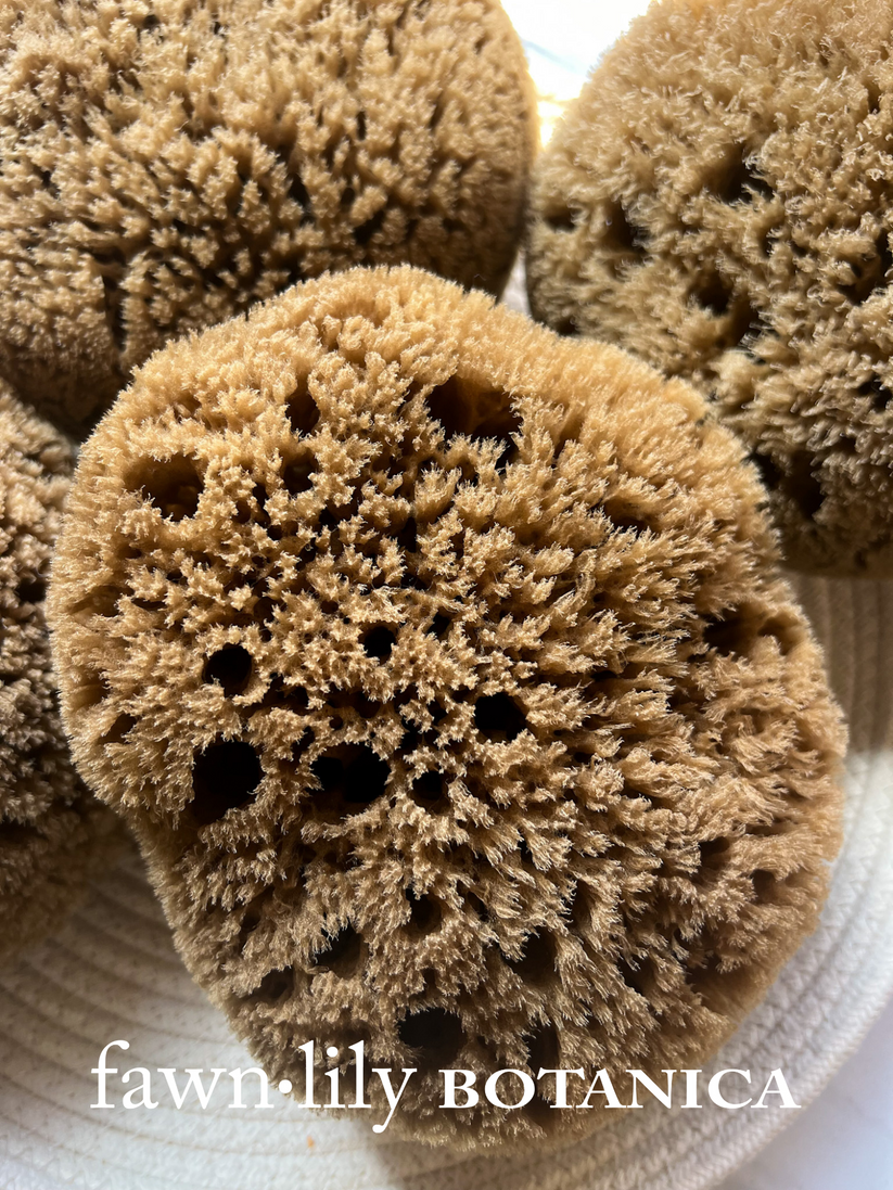 Premium Unbleached Chocolate Bath Sea Sponge, Natural Sustainable ...