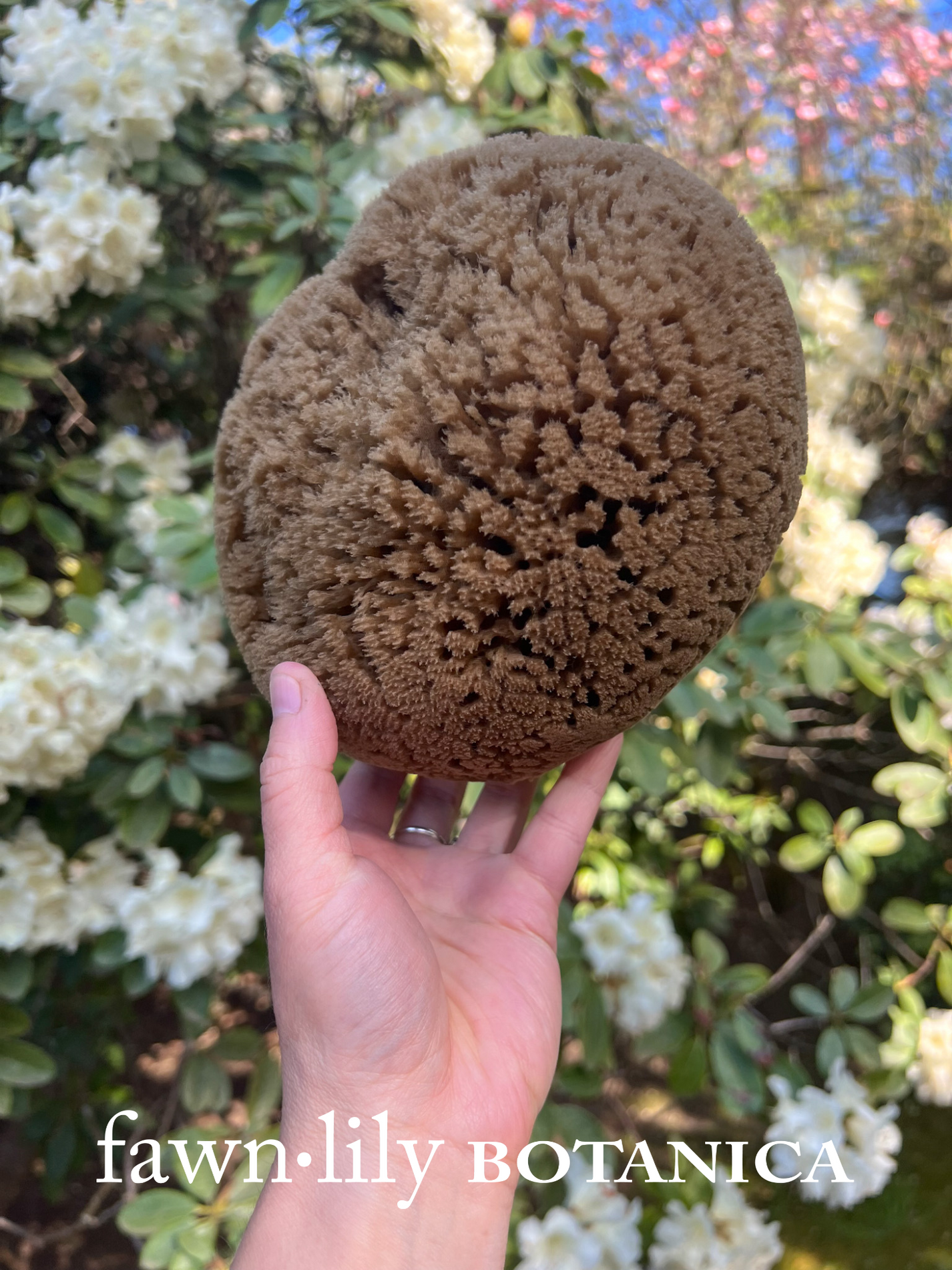 Premium Unbleached Chocolate Bath Sea Sponge, Natural Sustainable ...
