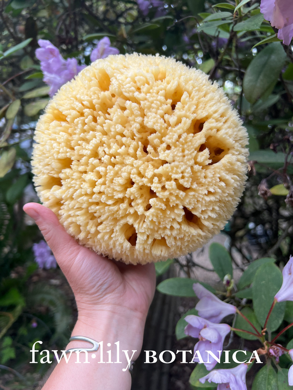 SUSTAINABLE & NATURAL PREMIUM WHOLE LARGE BATH SEA SPONGES – Fawn Lily ...