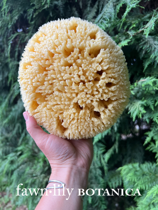 SUSTAINABLE & NATURAL PREMIUM WHOLE LARGE BATH SEA SPONGES – Fawn Lily ...