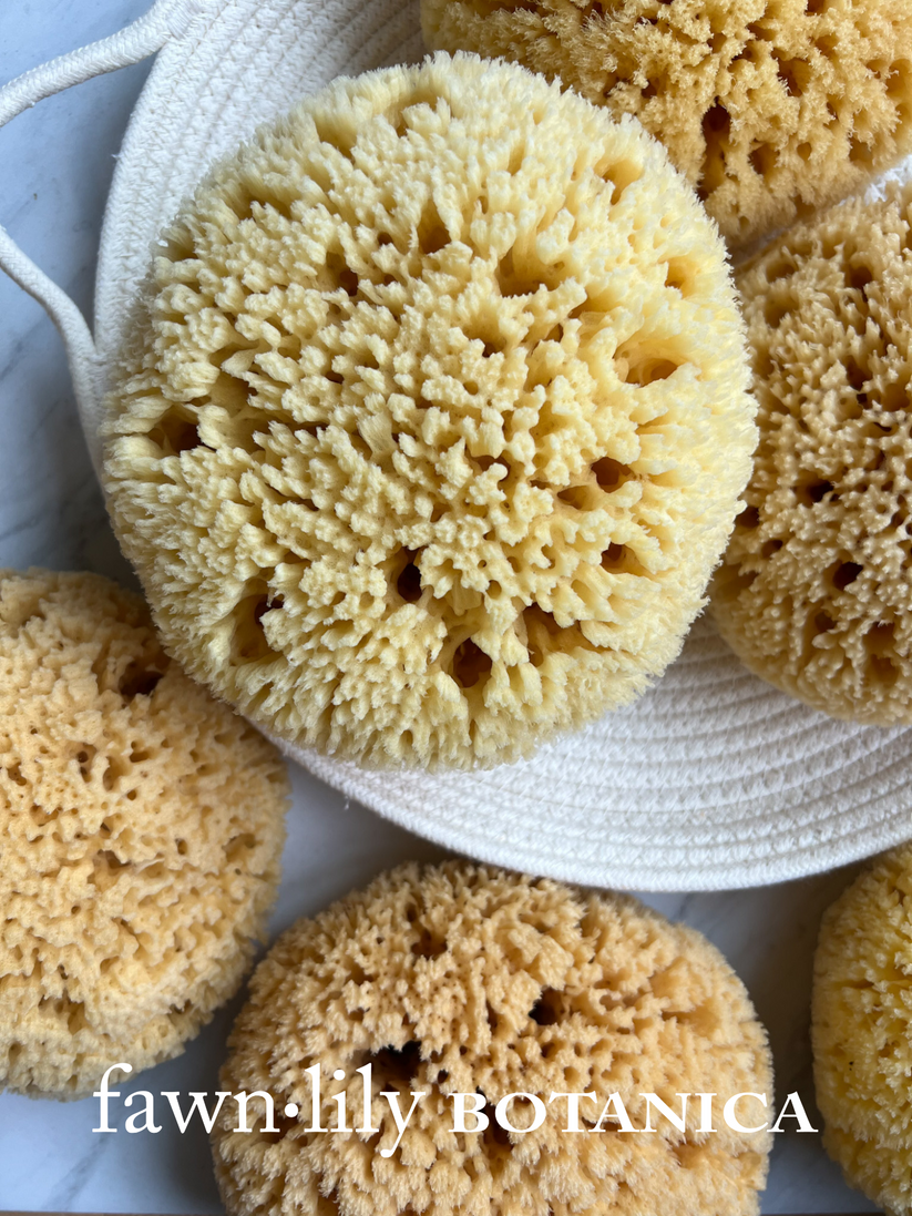 SUSTAINABLE & NATURAL PREMIUM WHOLE LARGE BATH SEA SPONGES – Fawn Lily ...