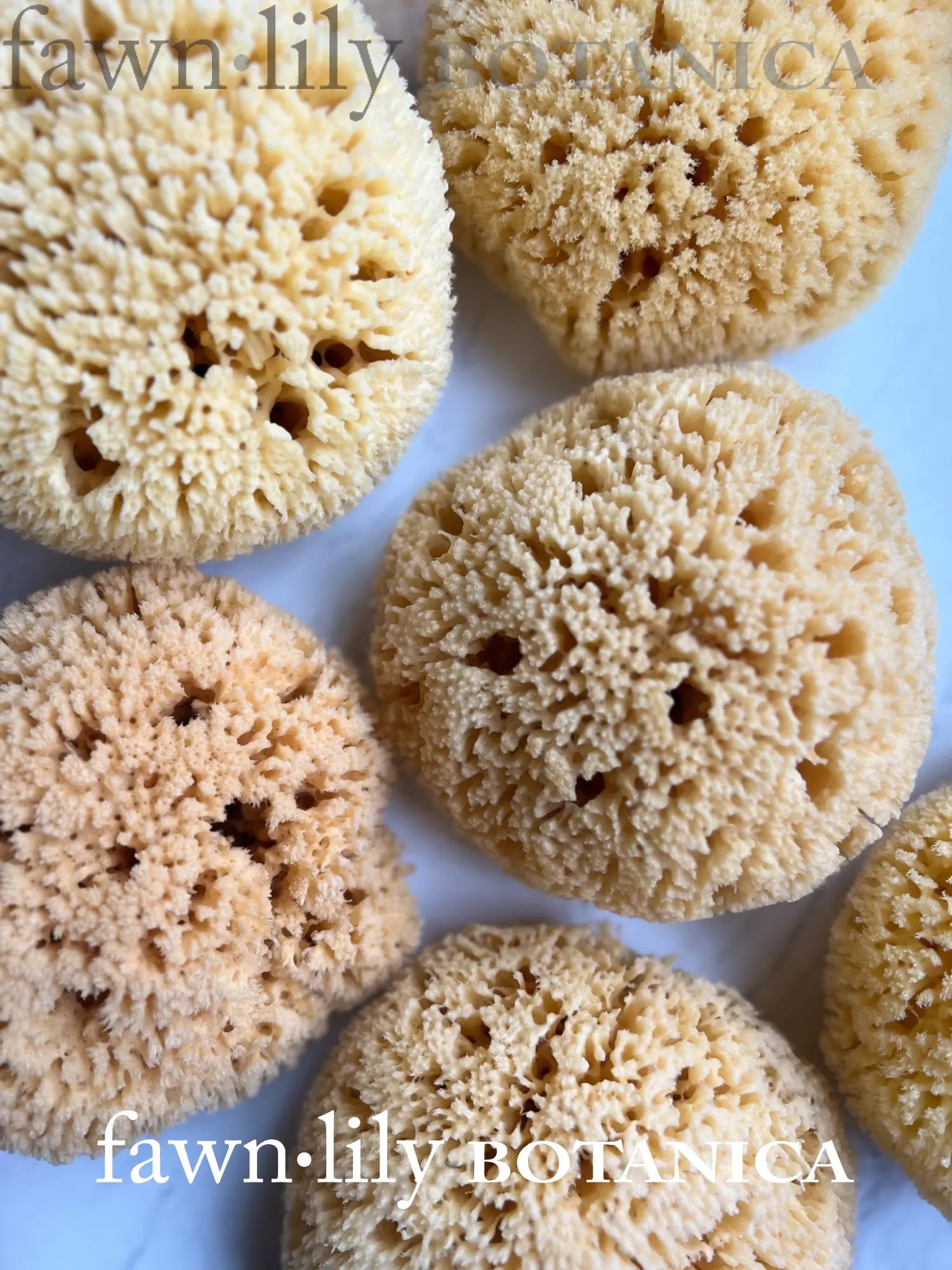 SUSTAINABLE & NATURAL PREMIUM WHOLE LARGE BATH SEA SPONGES – Fawn Lily ...
