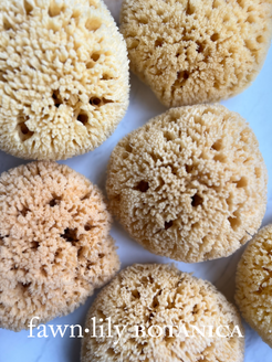 SUSTAINABLE & NATURAL PREMIUM WHOLE LARGE BATH SEA SPONGES – Fawn Lily ...
