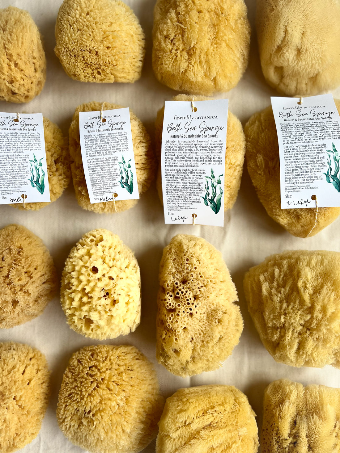 Sustainable Natural Bath Sea Sponges – Fawn Lily Botanica