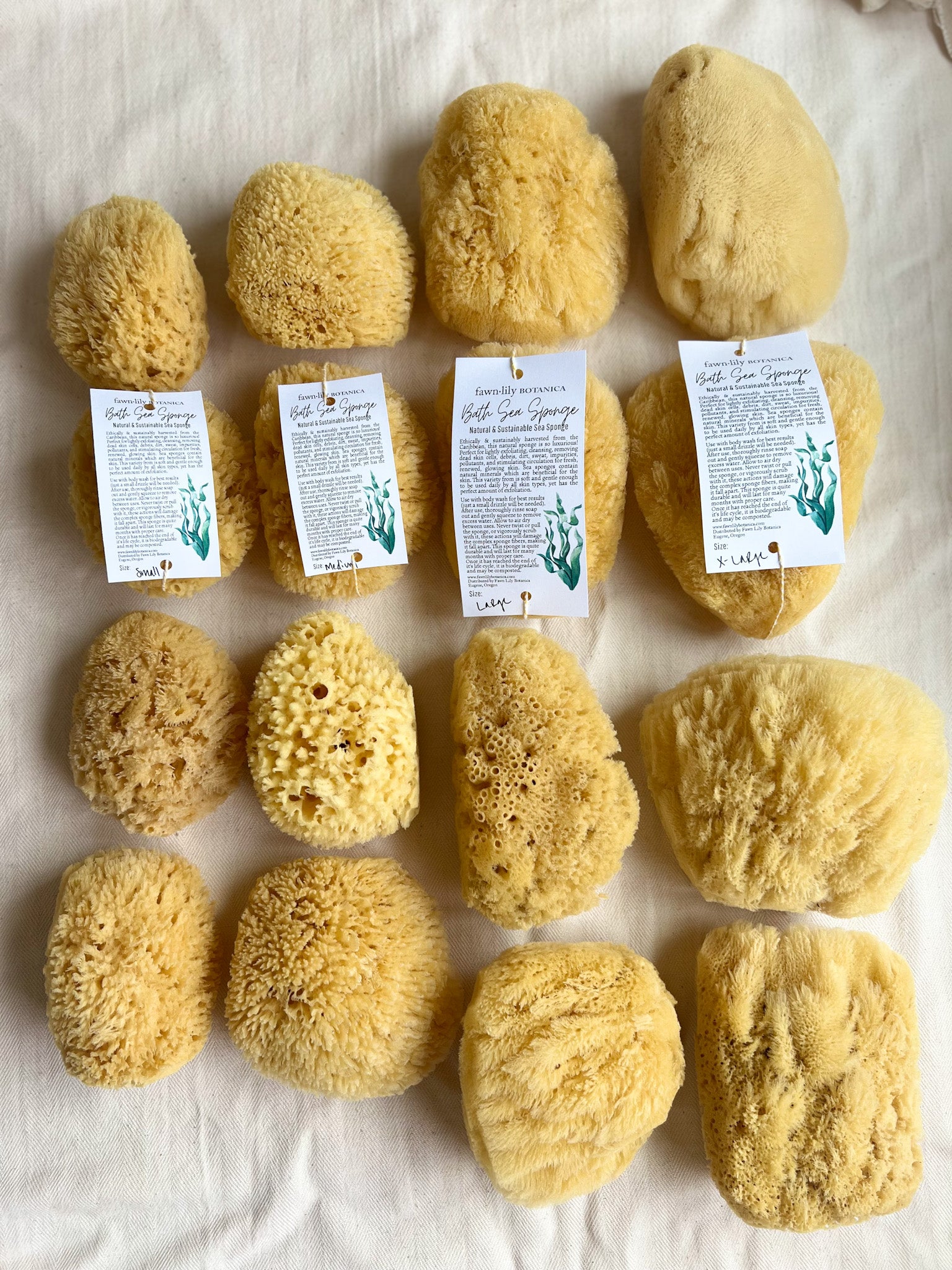 Sustainable Natural Bath Sea Sponges – Fawn Lily Botanica