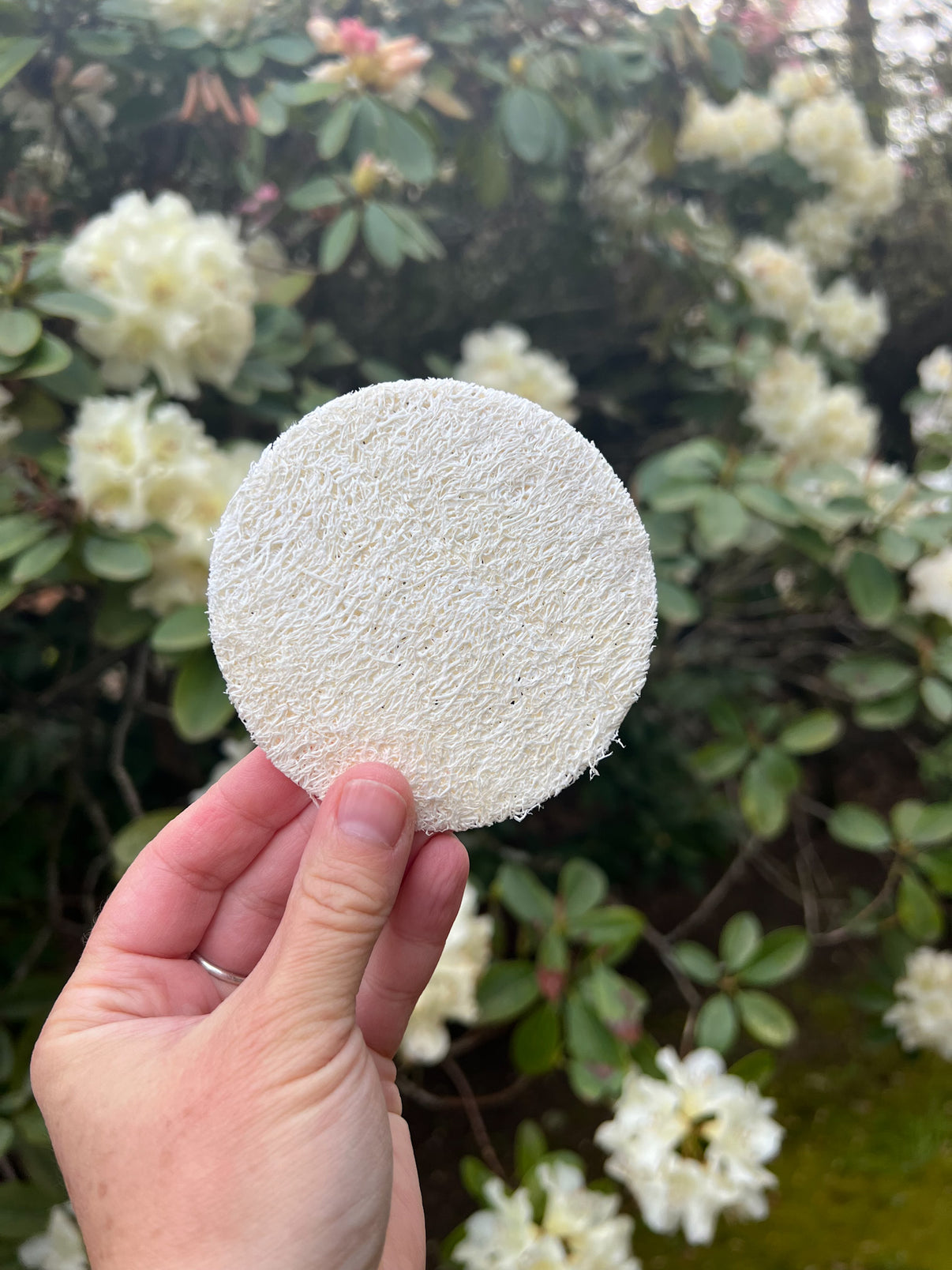 Luffa Facial Sponge 3.5" Round | USA Sustainably Grown | Fawn Lily Botanica