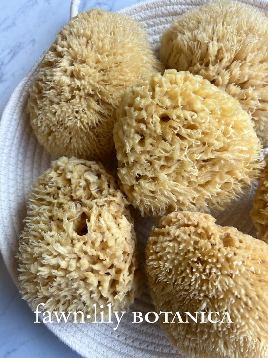 PREMIUM WOOL BATH SEA SPONGES - Natural + Sustainable – Fawn Lily Botanica