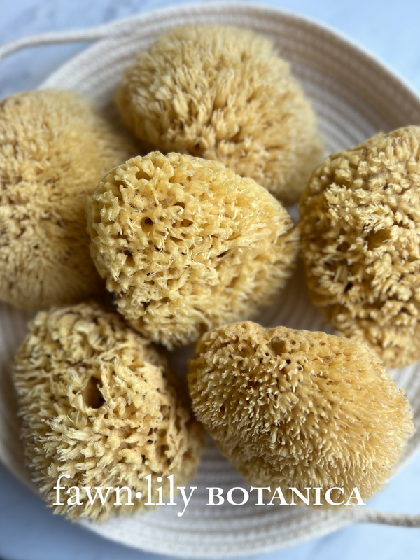 PREMIUM WOOL BATH SEA SPONGES - Natural + Sustainable – Fawn Lily Botanica