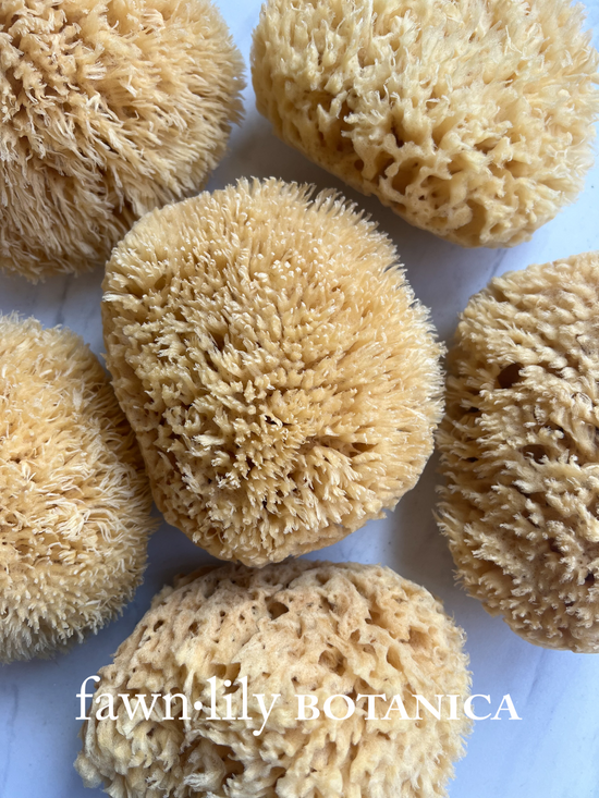 PREMIUM WOOL BATH SEA SPONGES - Natural + Sustainable – Fawn Lily Botanica